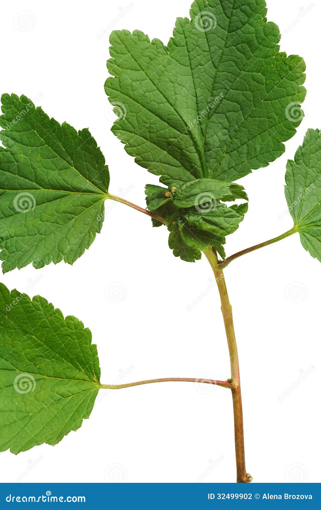 Diseased Red Currant Leaves, Attacked by Aphids Stock Photo - Image of ...
