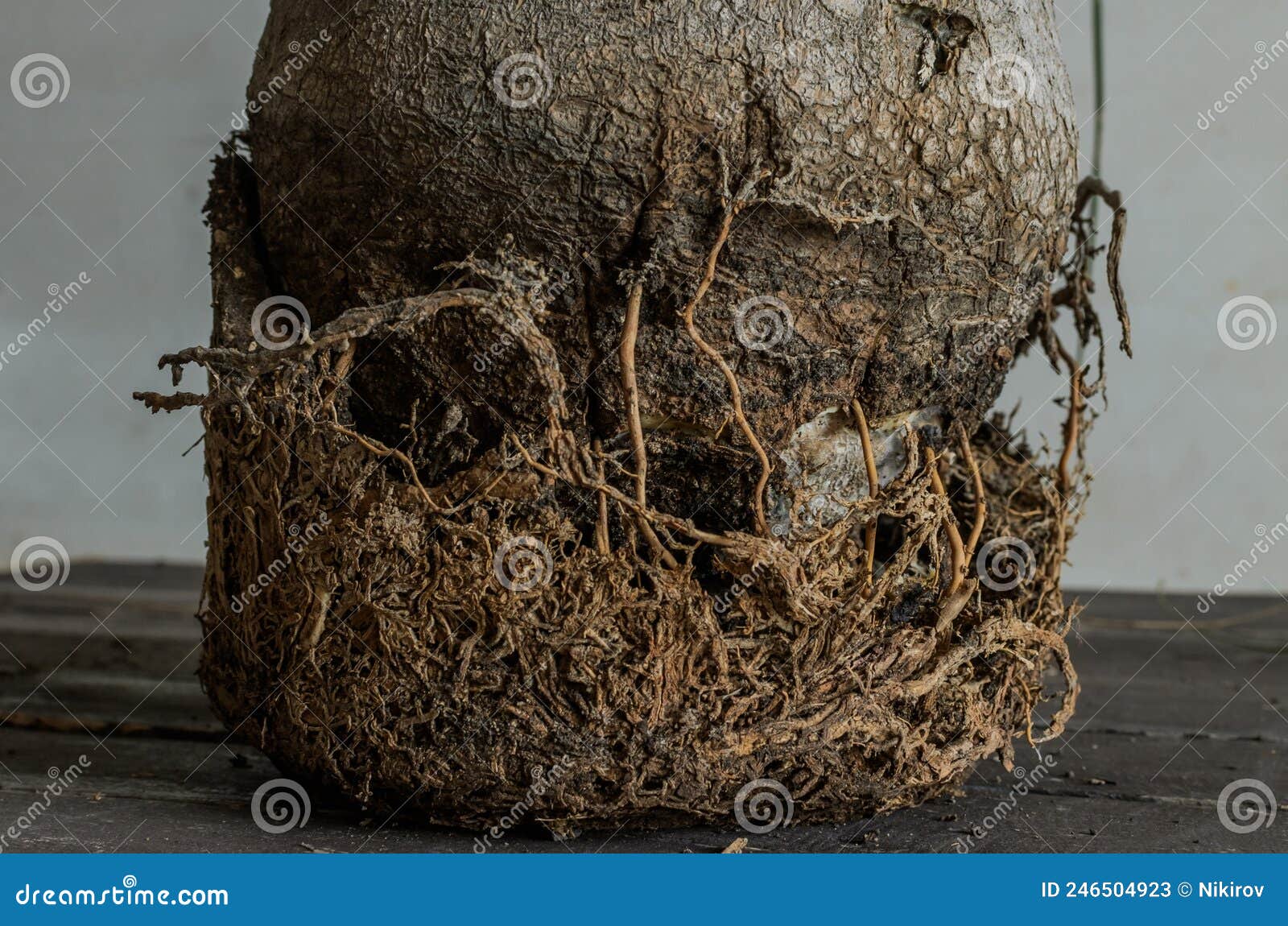 Diseased Roots of a Room Palm Tree Stock Image - Image of cultivate ...