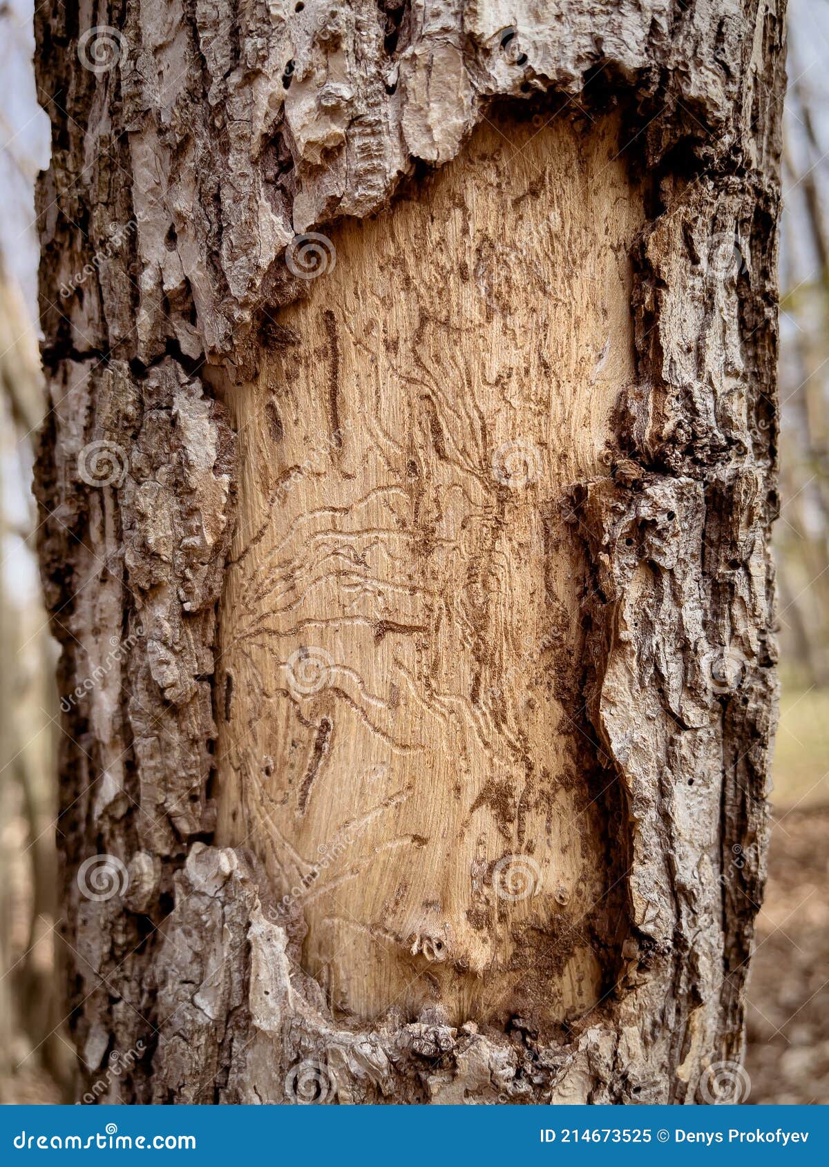 Diseased Tree with Exfoliating Bark Stock Image - Image of fragment ...