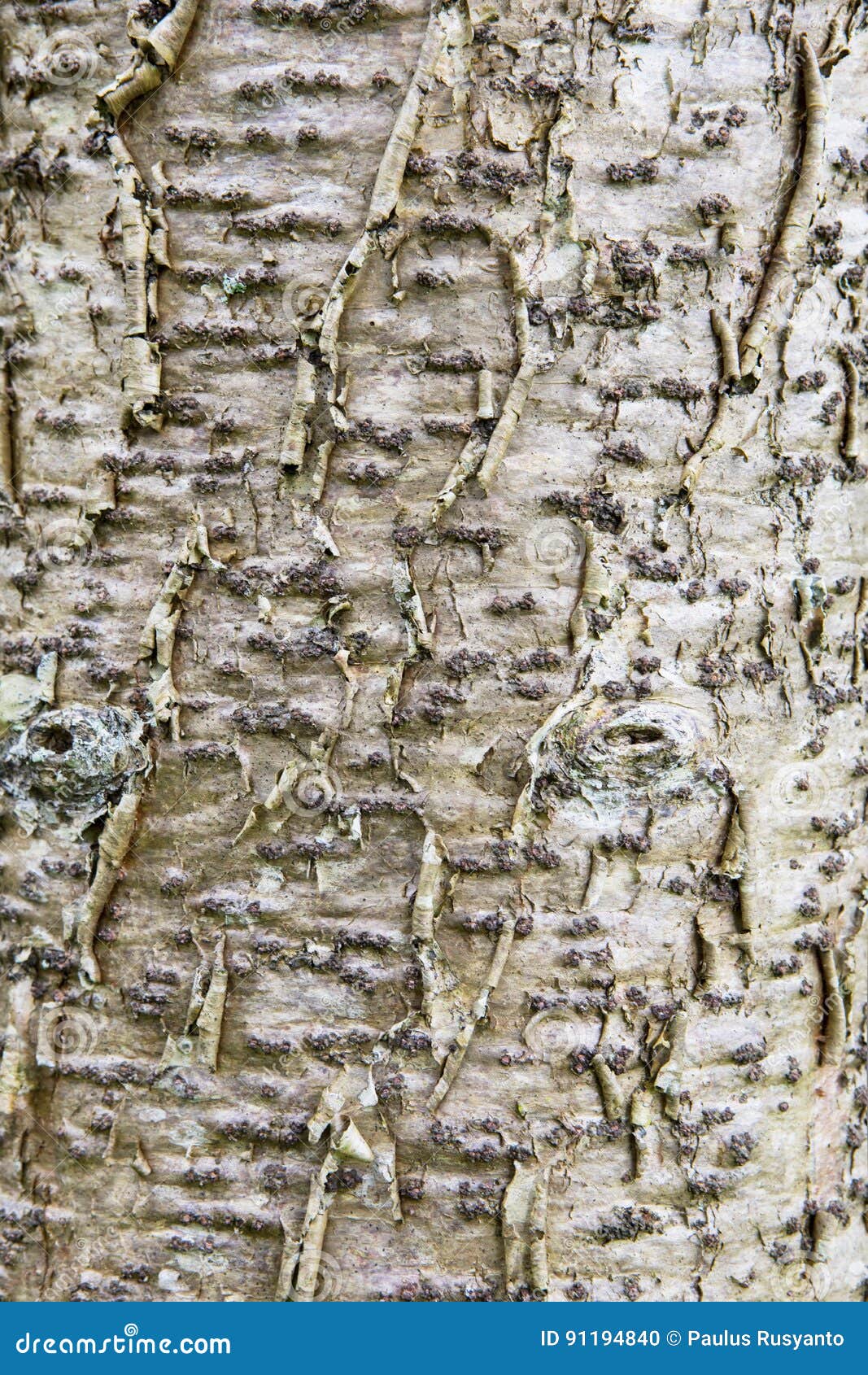 Diseased Tree with Peeling Bark Stock Photo - Image of outdoor, peel ...
