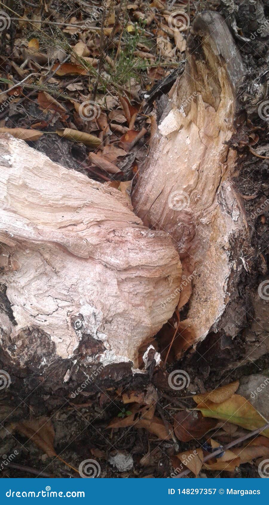Diseased tree trunk stock image. Image of tree, trunk - 148297357