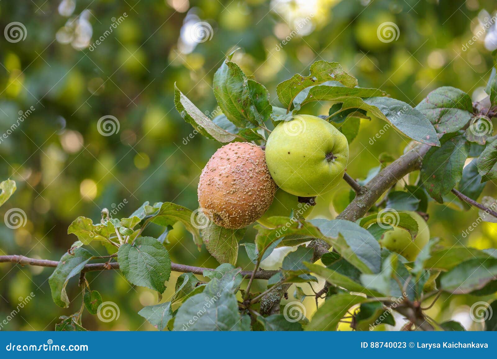 Monilia. Apples Damaged By Fungal Disease Monilia Fructigena In Orchard ... Monilia. Apples Damaged By Fungal Disease Monilia Fructigena In Orchard ...