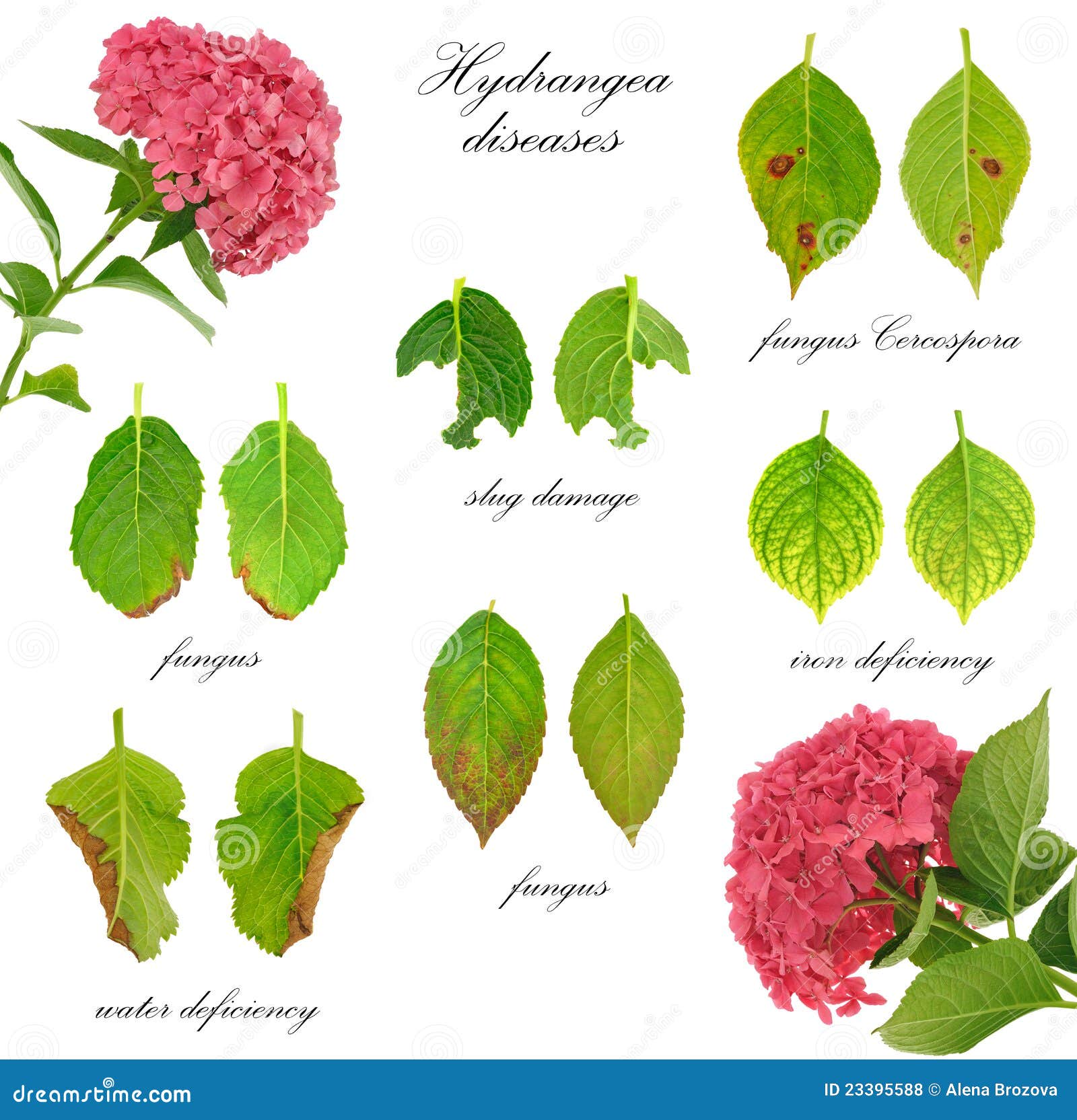 Hydrangea Macrophylla Leaf