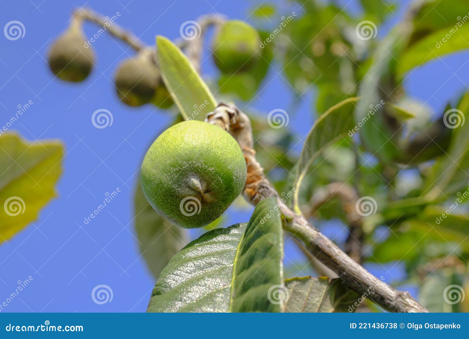 Diseases of the Japanese Medlar Tree. Loquat Tree Stock Photo - Image ...