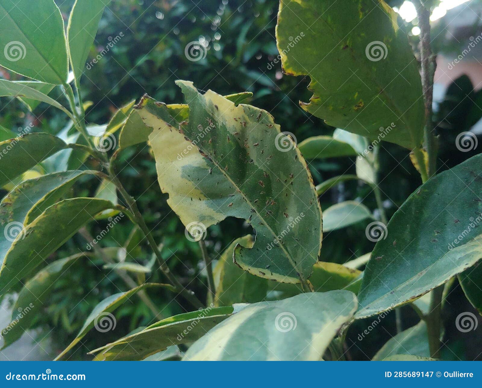Diseases in Lime Fruits Tree Stock Image - Image of tree, lime: 285689147