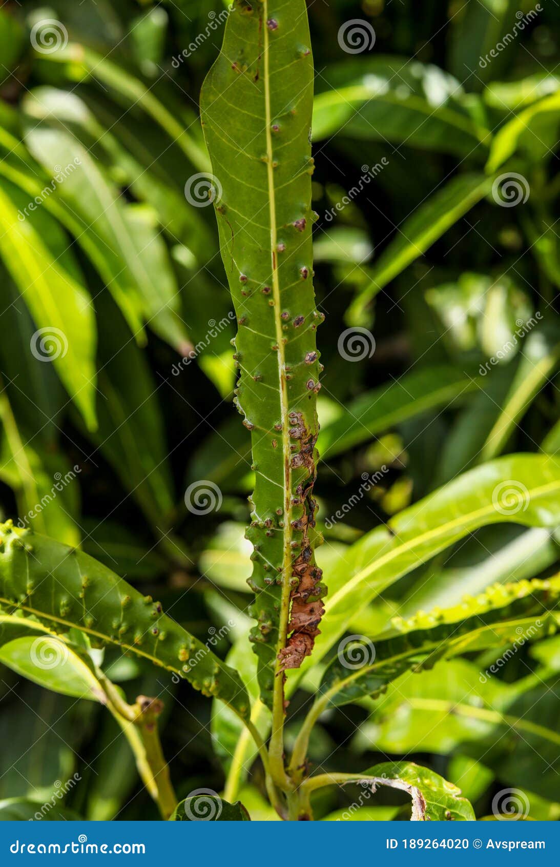 Diseases Mango Leaf in Garden Stock Photo - Image of healthy, farming ...