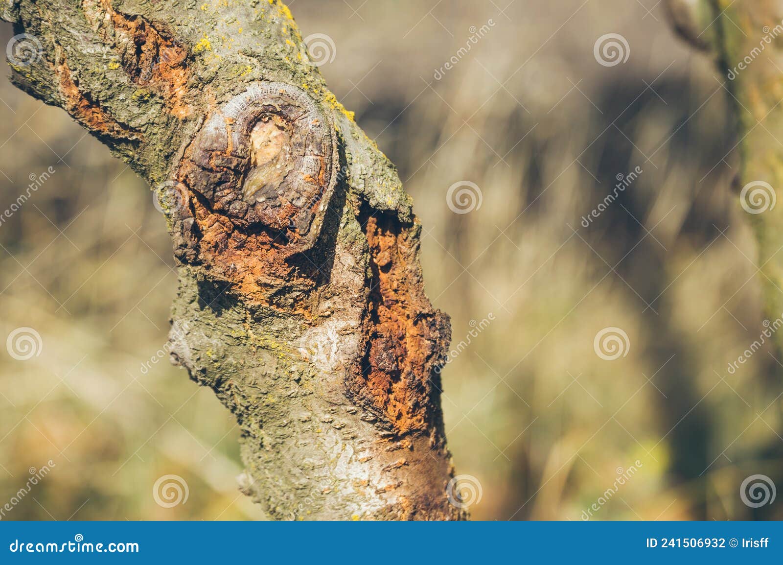 Diseases of Stone Trees. Bark Damaged by Burn and Lichen, Scar from ...
