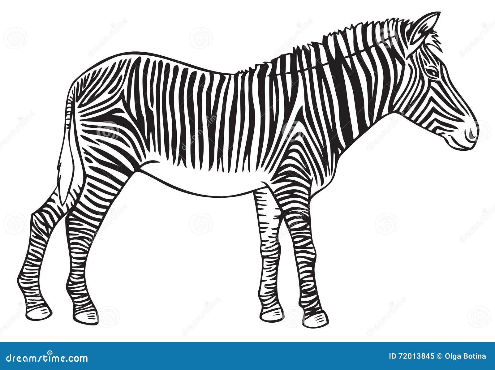 Disegno Animale Della Mano Della Zebra Illustrazione Vettoriale ...