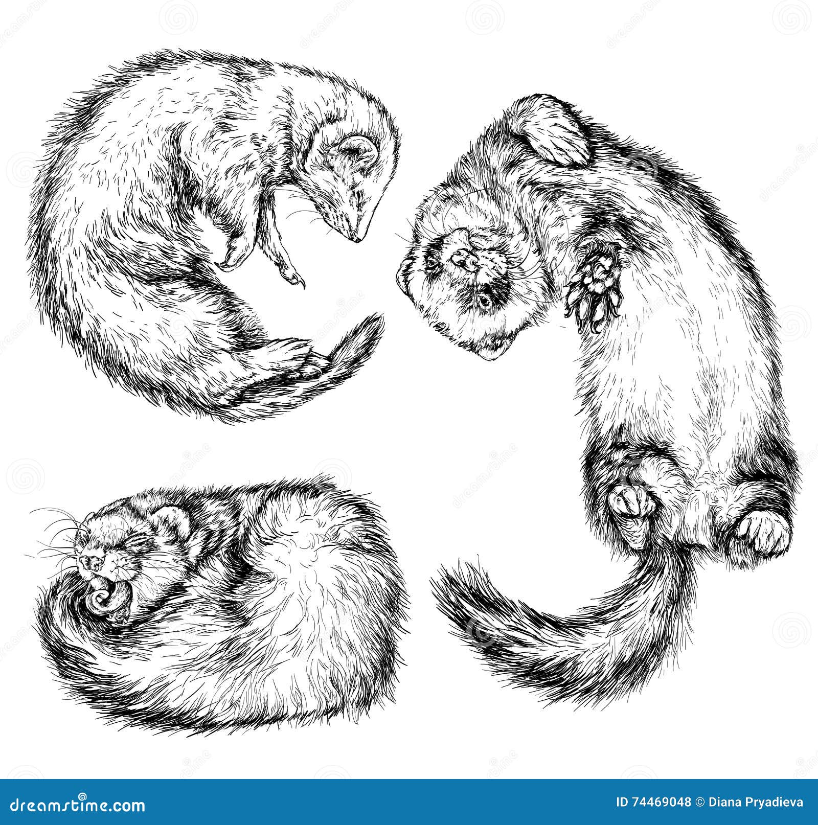 Disegno del furetto illustrazione vettoriale. Illustrazione di ...