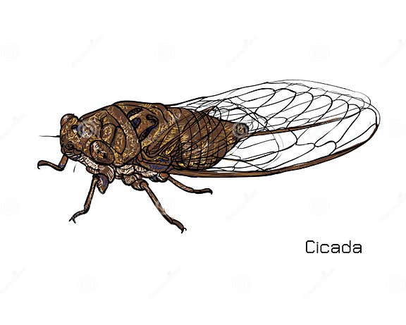 Disegno della cicala illustrazione vettoriale. Illustrazione di ...