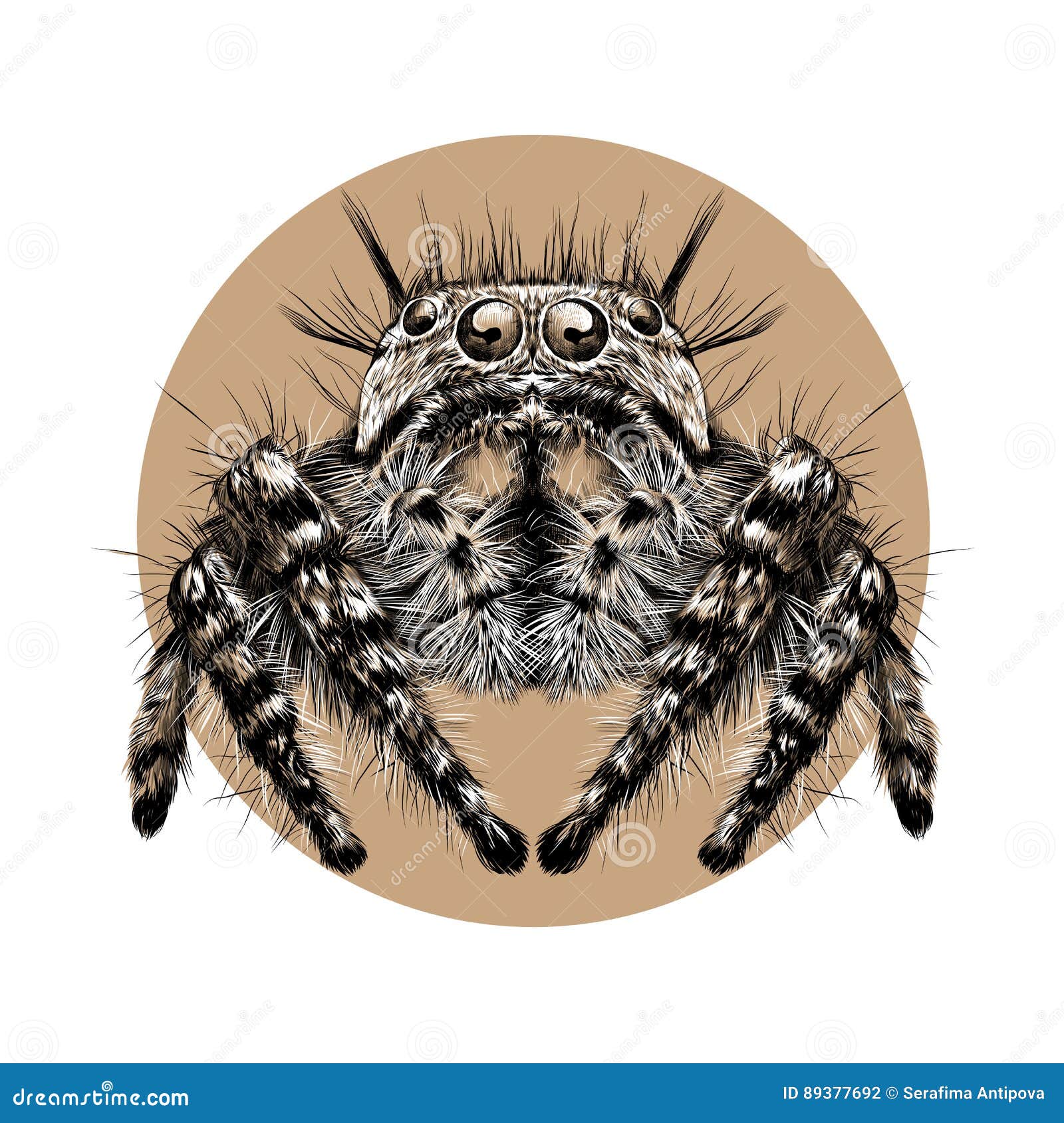 Disegno Di Schizzo Del Ragno Illustrazione di Stock - Illustrazione di ...