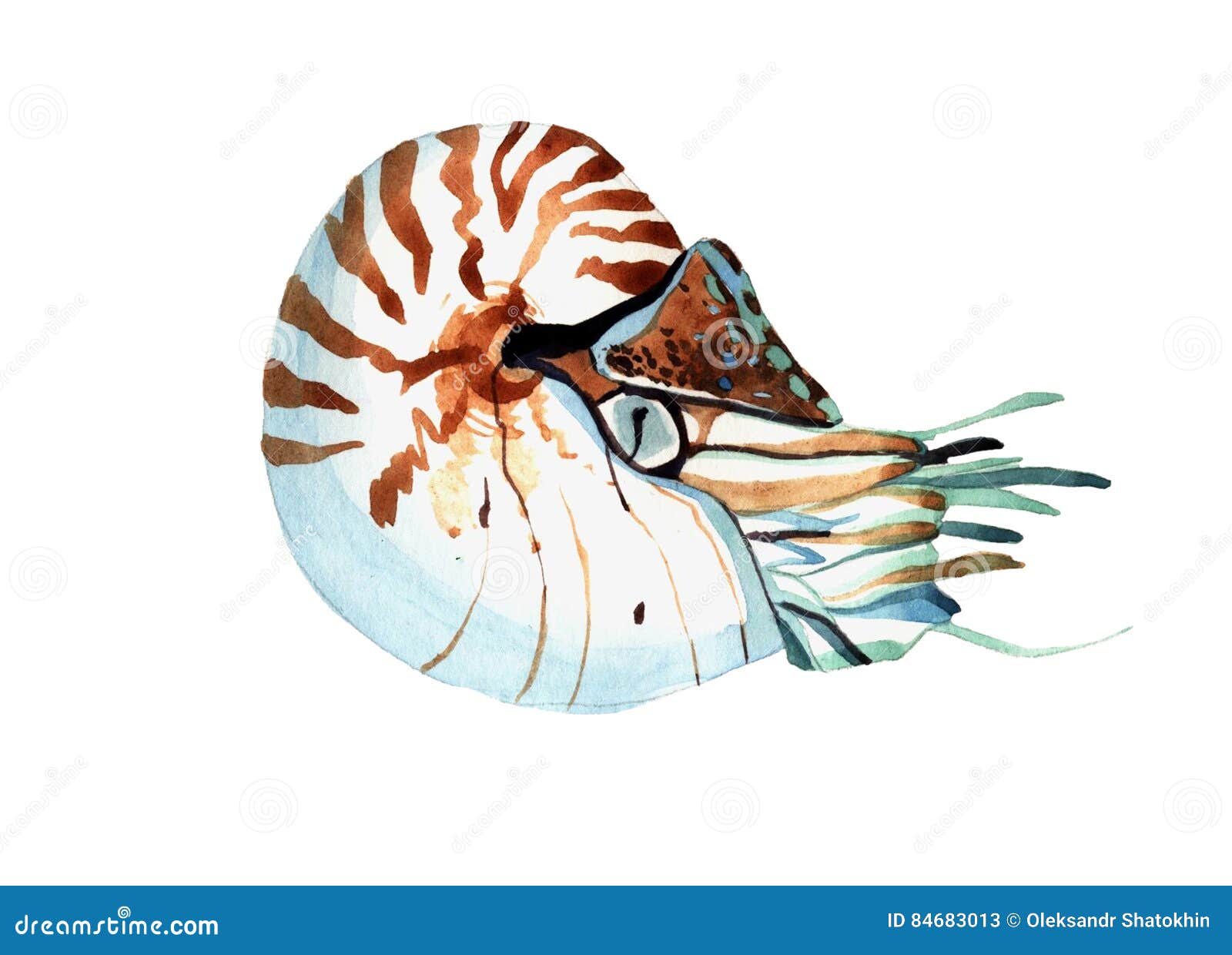 Disegno Grafico Di Nautilus Dell'acquerello Illustrazione di Stock ...