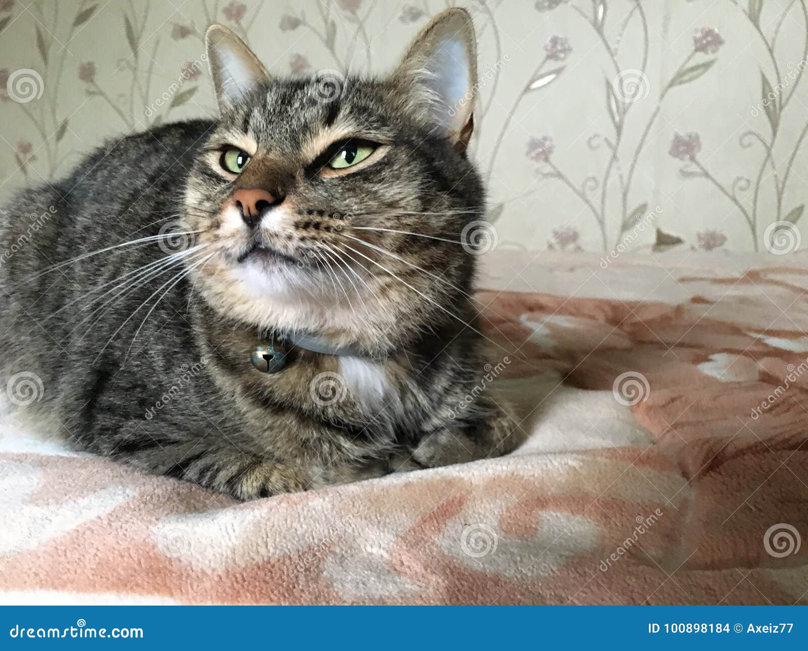 Disgruntled cat stock photo. Image of turned, away, angry - 100898184