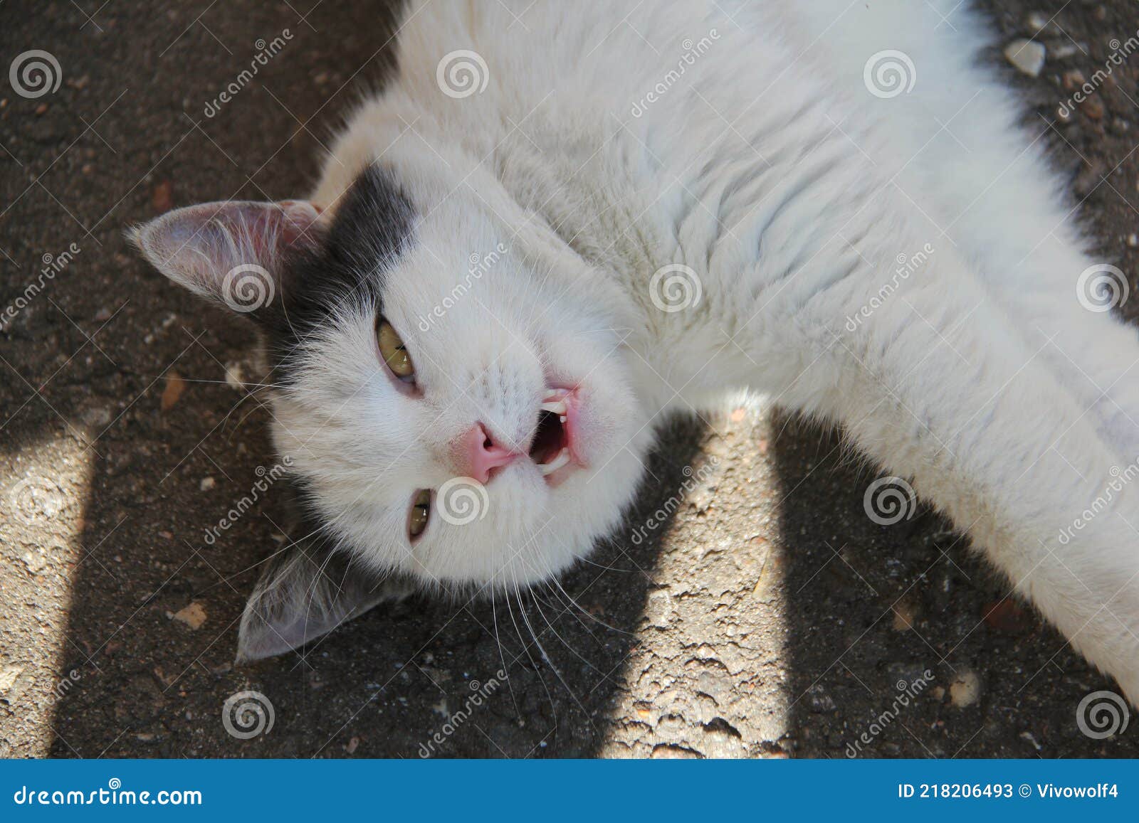 Disgruntled cat stock image. Image of nose, snout, whiskers - 218206493