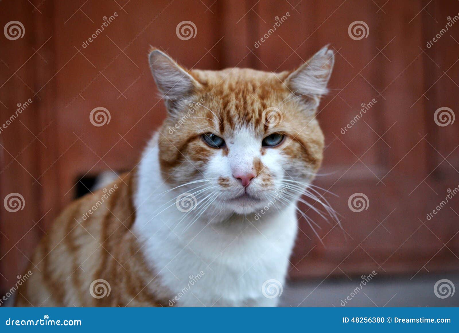 Disgruntled cat stock photo. Image of stray, angry, sitting - 48256380