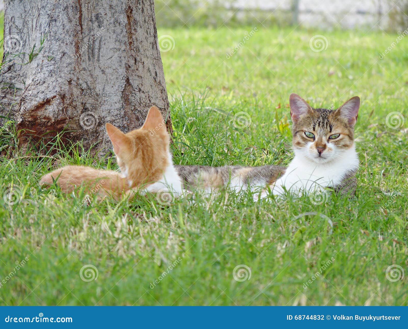 Disgruntled Cats, Cats and Natural Background Stock Photo - Image of ...