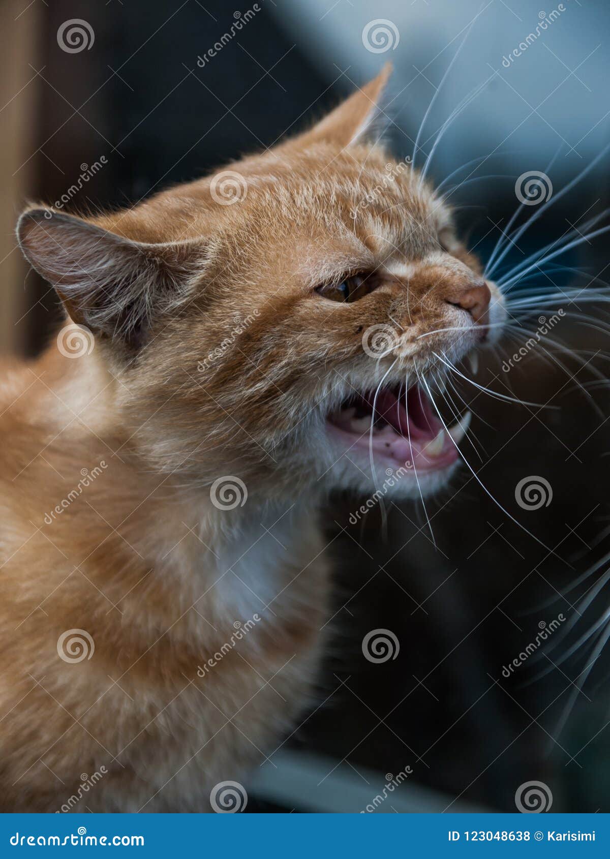 Disgruntled red cat stock photo. Image of carpet, lake - 123048638