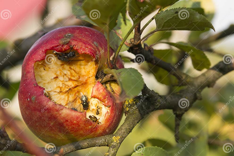 Disgusting apple stock image. Image of broken, leaf, tree - 44652113