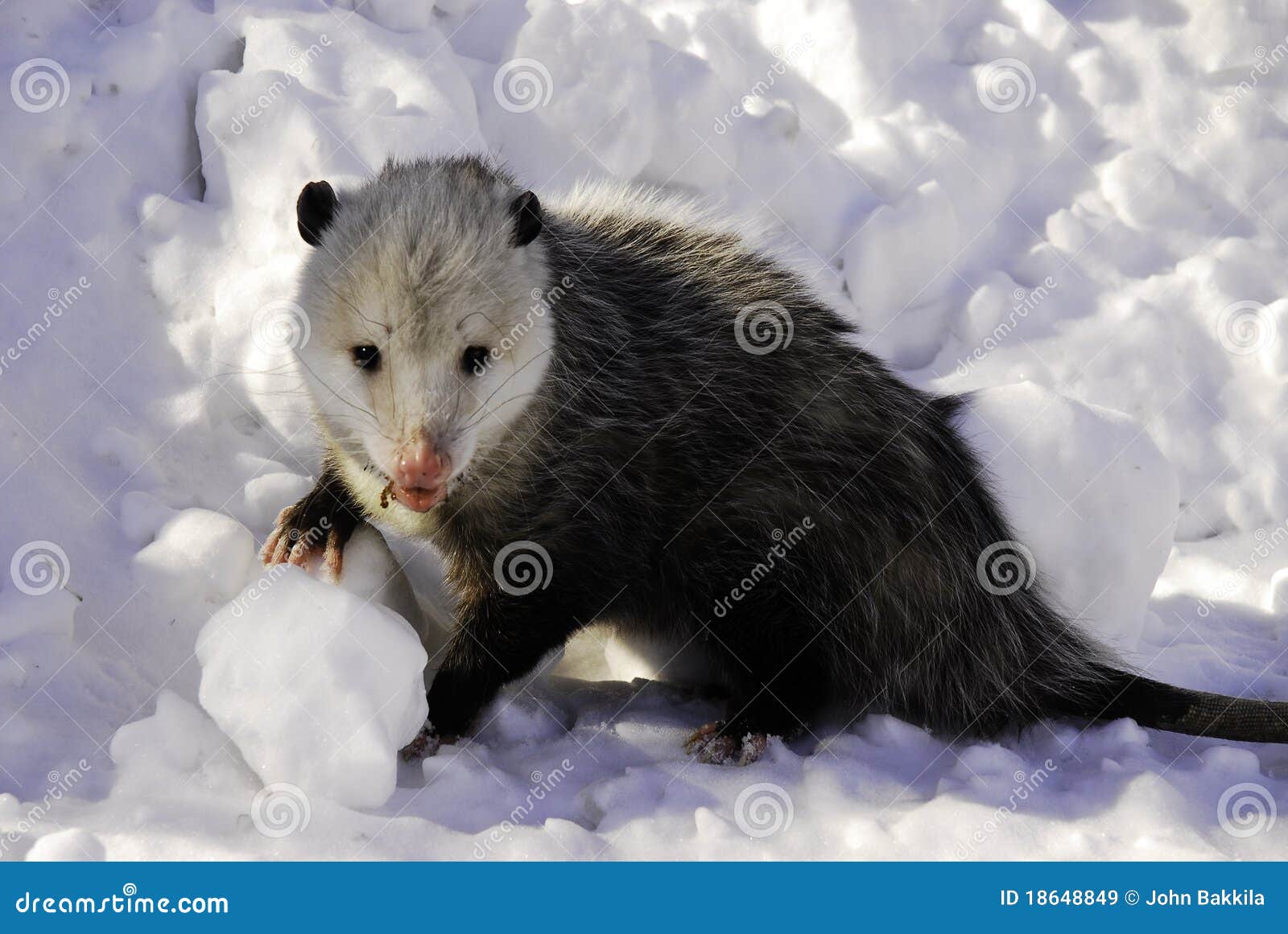 Disgusting Possum stock image. Image of marsupial, wild - 18648849
