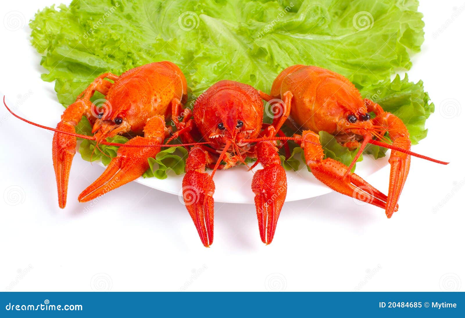 Dish with Boiled Crawfish and Lettuce Stock Image - Image of shellfish ...