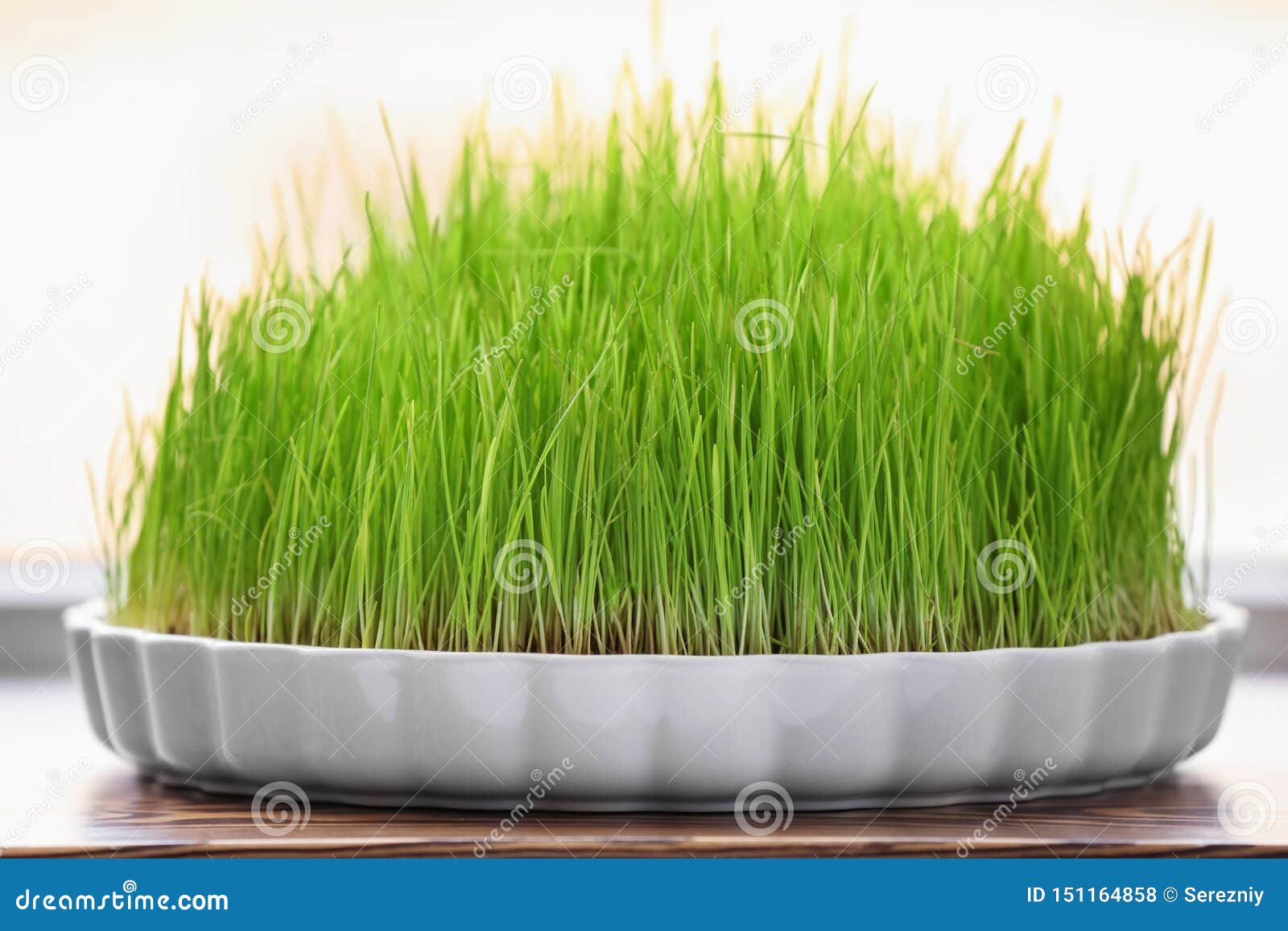 Dish with Fresh Wheat Grass on Windowsill, Closeup Stock Photo - Image ...