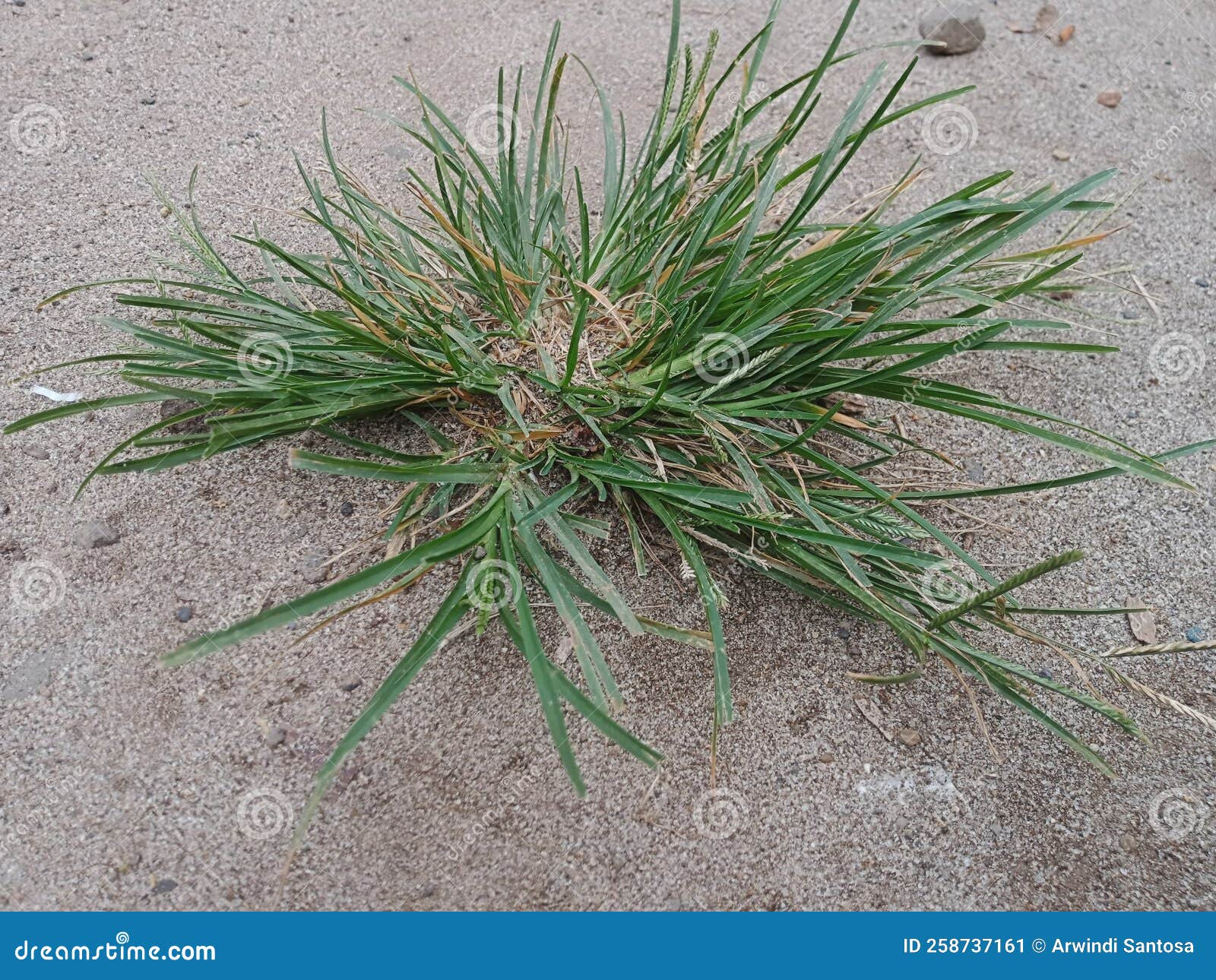 Dish Grass that Lives on Sandy Soil Stock Image - Image of spruce, frost: 258737161