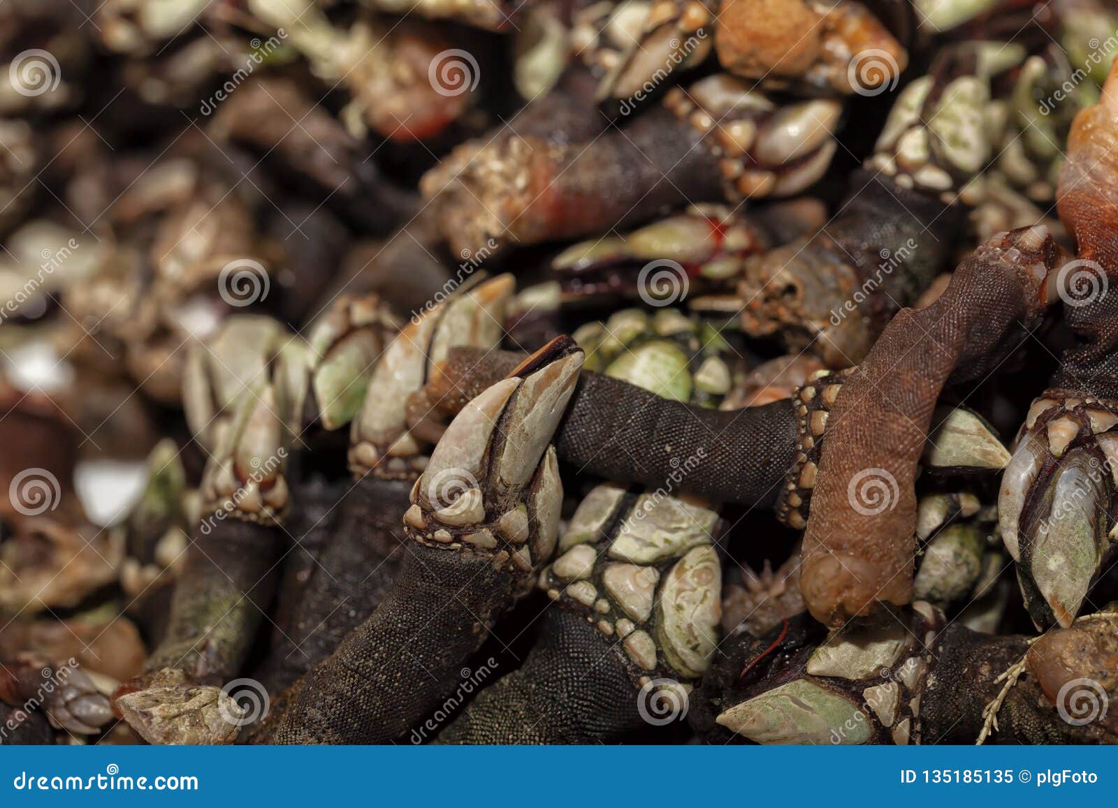 A Dish with Lots of Freshly Cooked Barnacles Stock Image - Image of ...