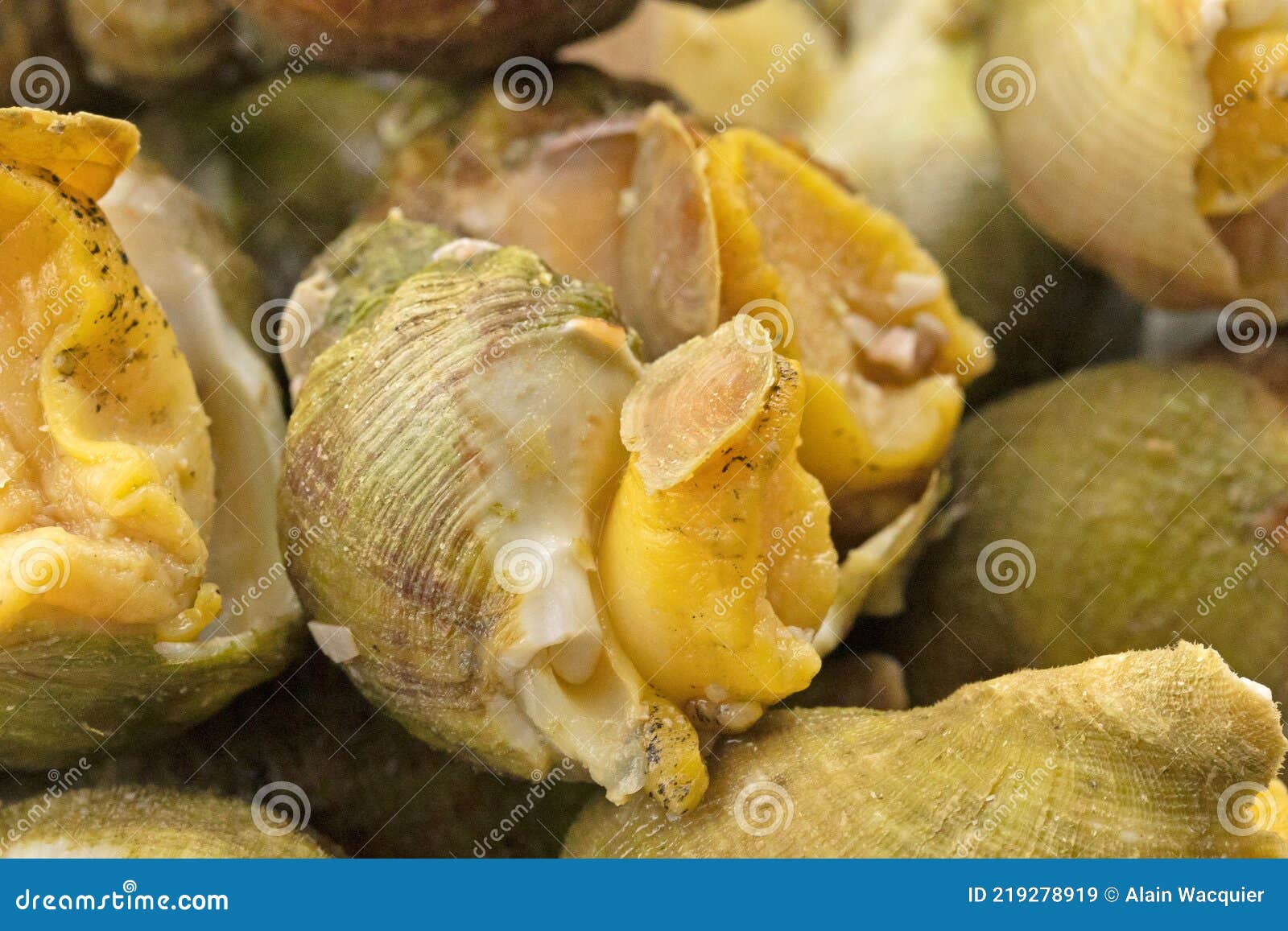 Several Cooked Whelks Close-up Stock Image - Image of closeup ...