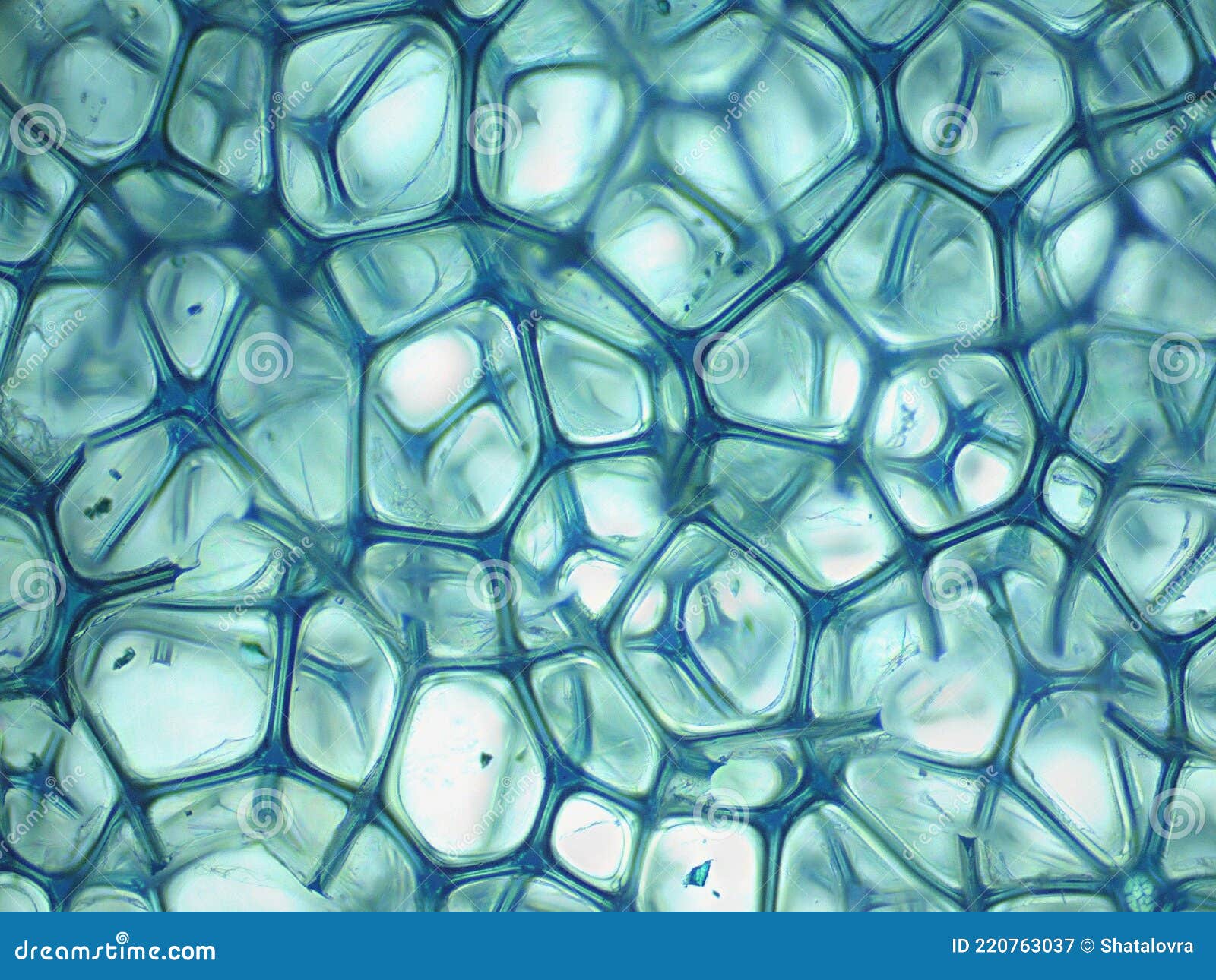 The Structure of a Sponge for Washing Dishes Under a Magnification of ...