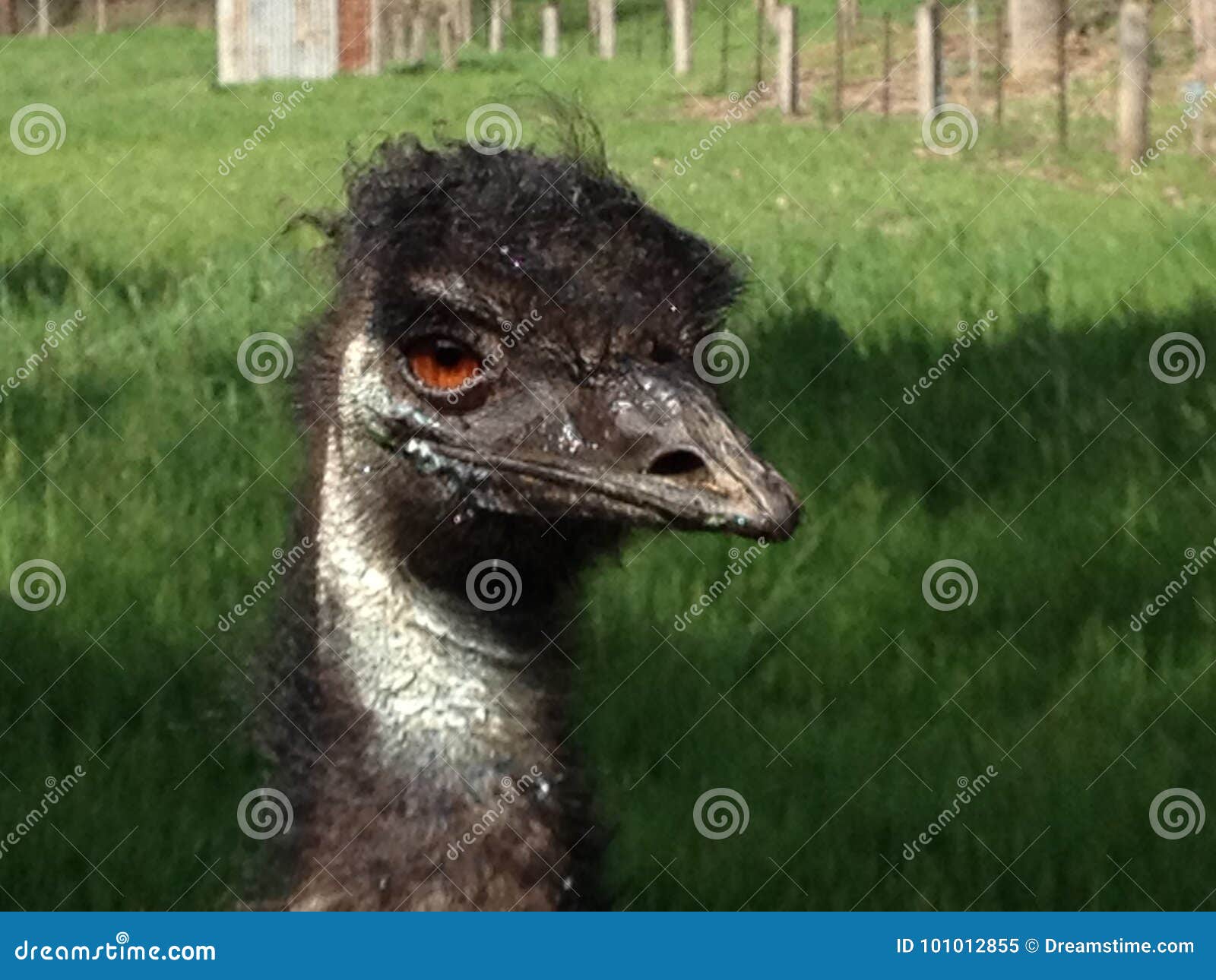 Disheveled Emu Looking at Camera Stock Image - Image of disheveled ...