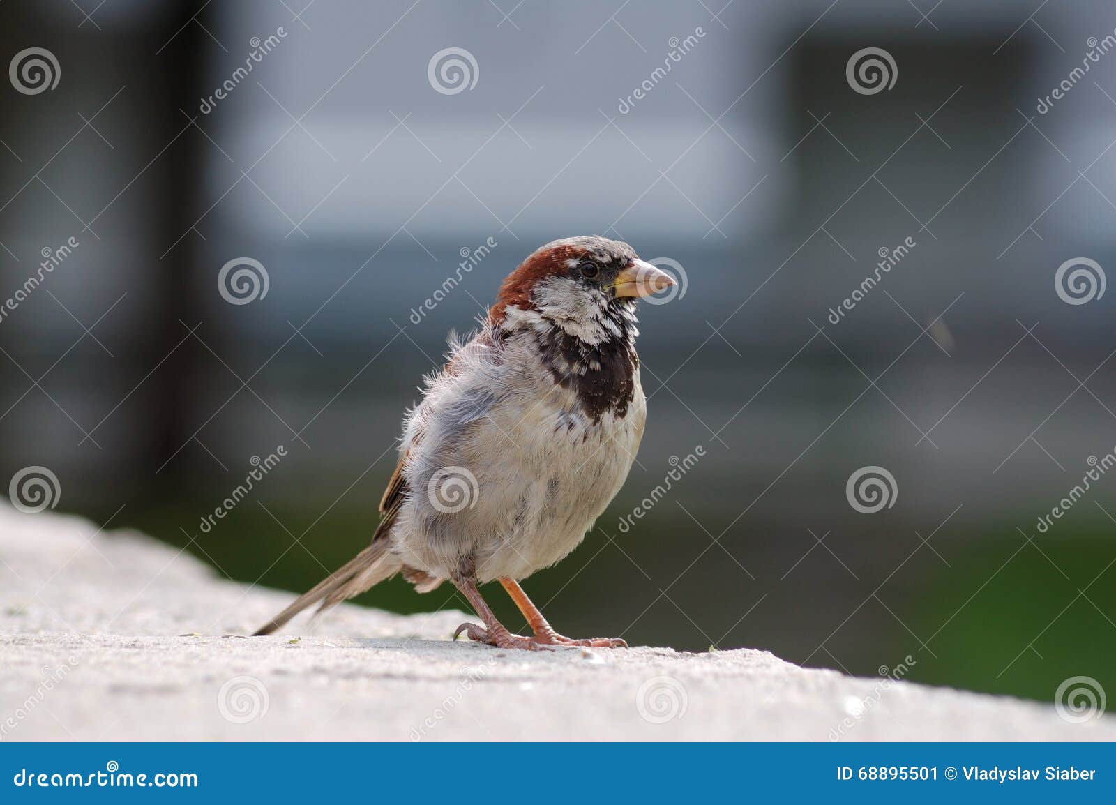 Disheveled House Sparrow on the Stone Stock Image - Image of birding ...