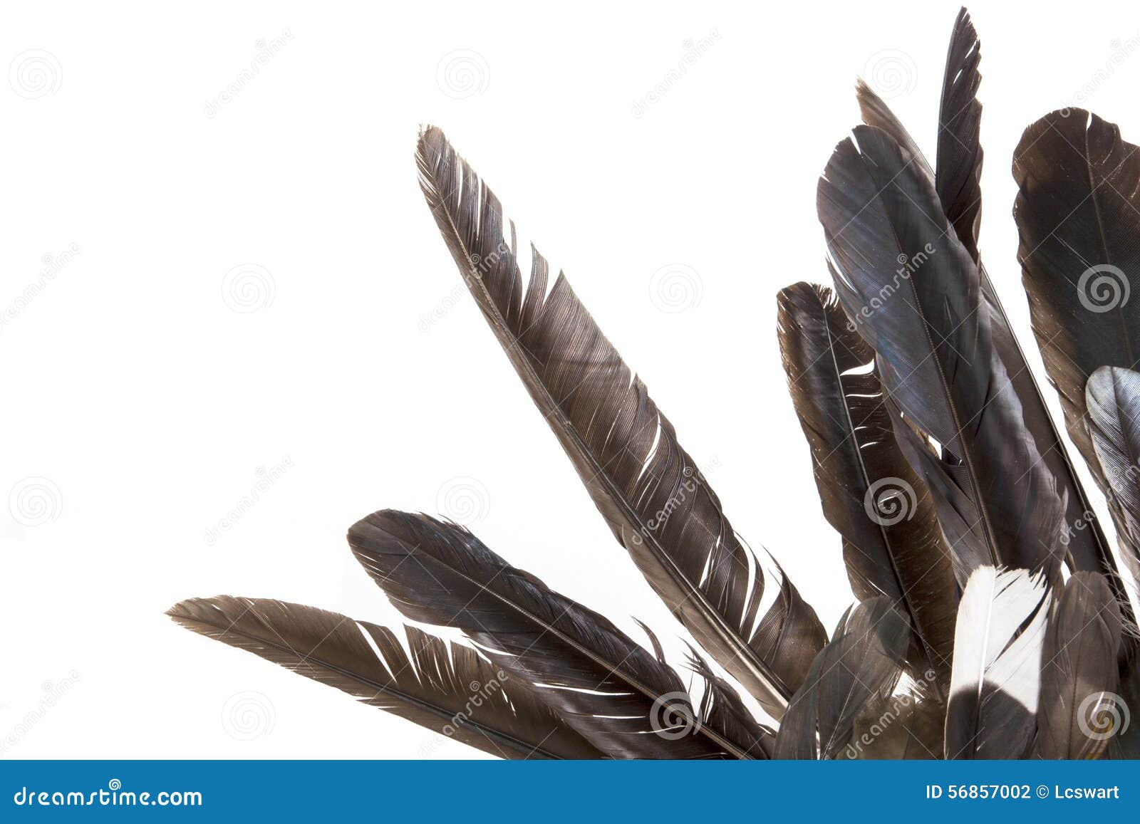 Dishevelled Birds Feathers in Various Shades of Grey Stock Photo ...