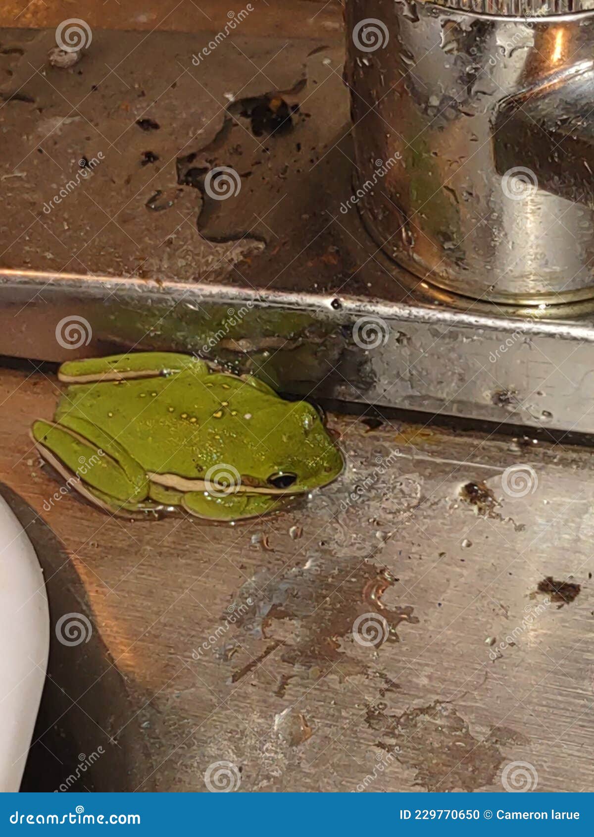 Dishwashing with frogs stock photo. Image of dishes - 229770650