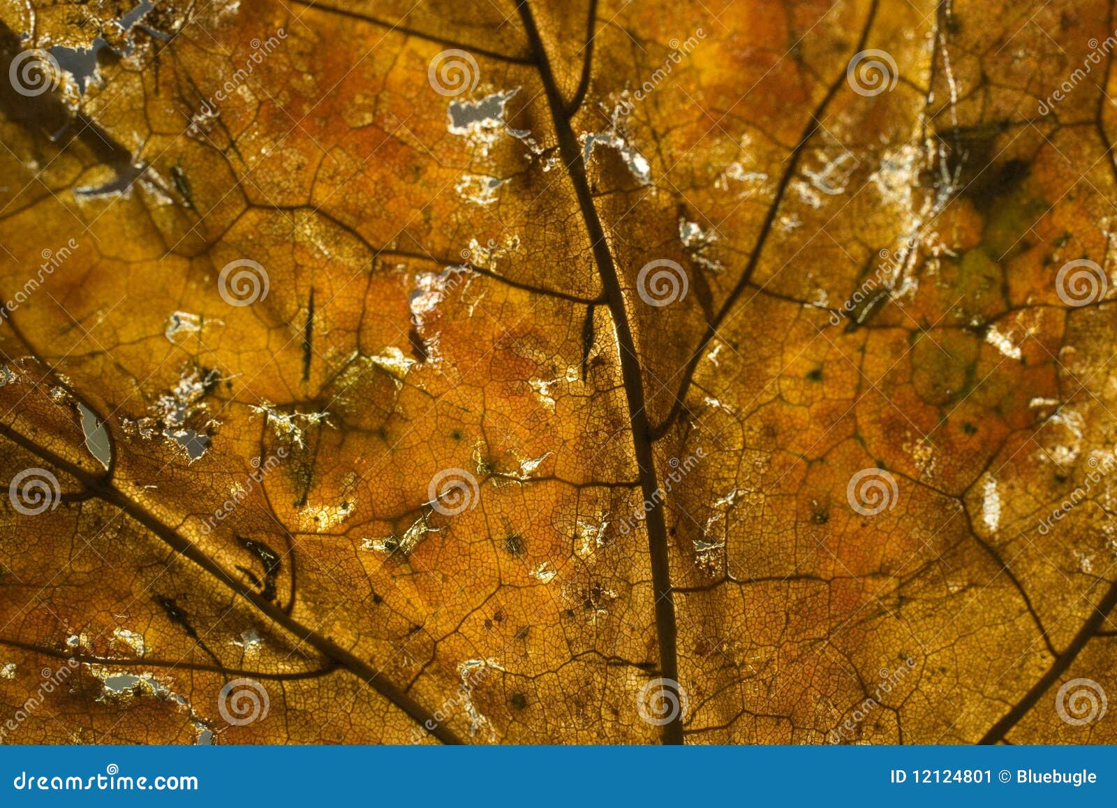 Disintegrating leaf stock image. Image of nature, textured - 12124801