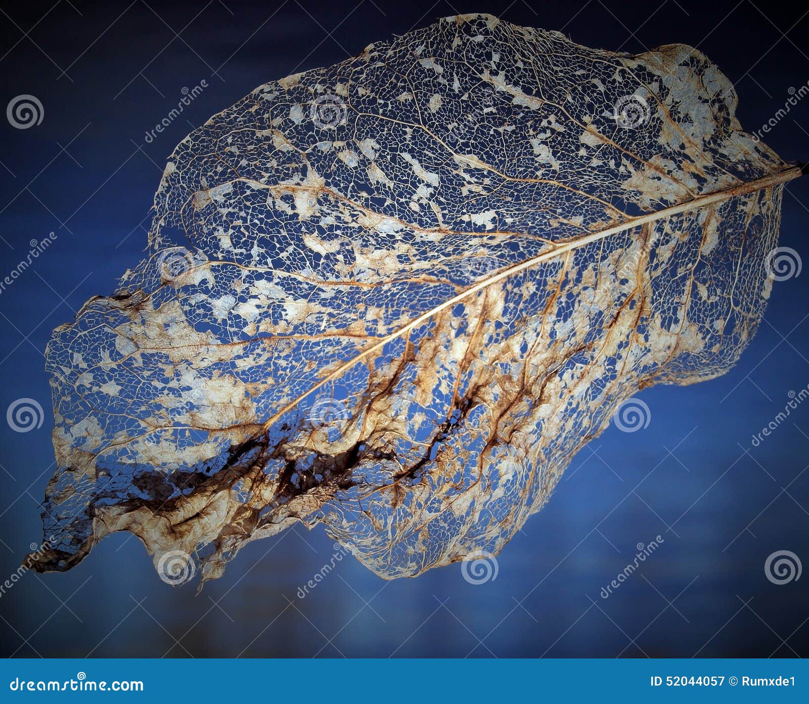 Disintegrating stock image. Image of aging, veins, network - 52044057