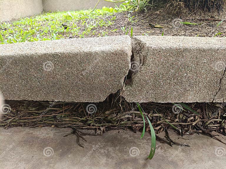 The Roots of the Large Tree Push Up the Concrete Floor, Causing it To ...