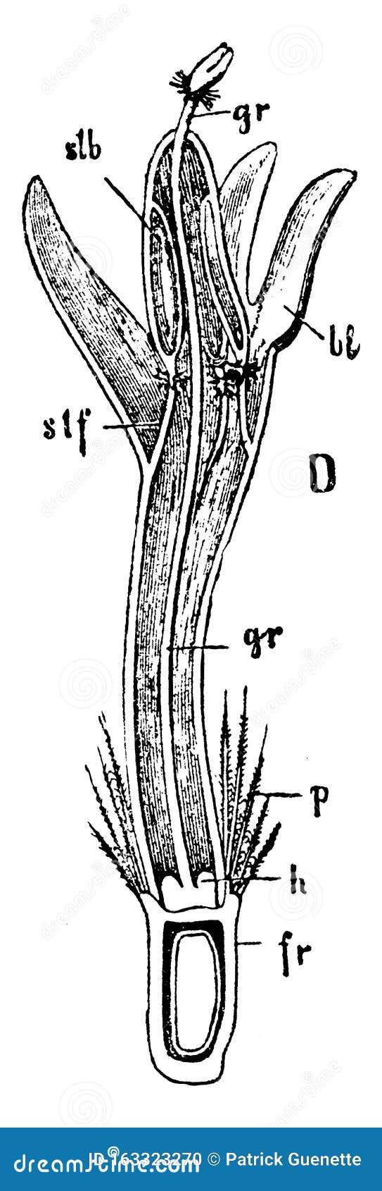 Disk-floret of a Cornflower Longitudinal Vintage Illustration Stock ...