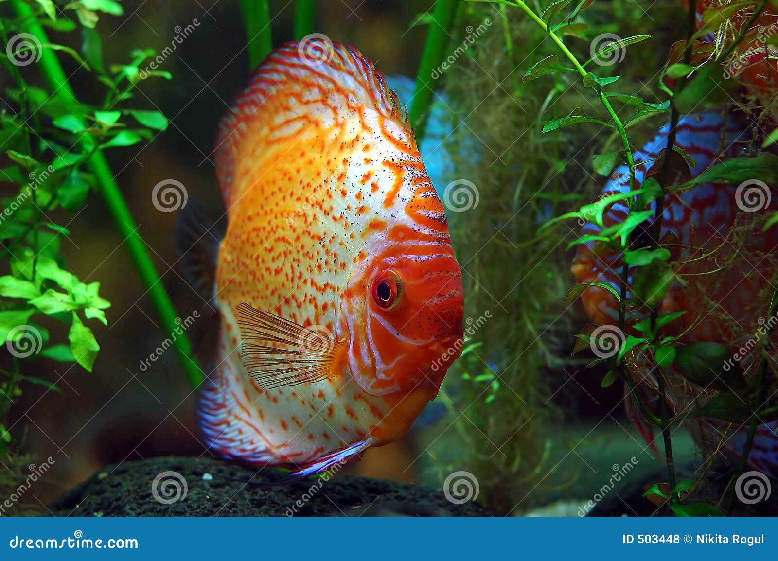 Diskus fish stock photo. Image of aquarium, decorative - 503448