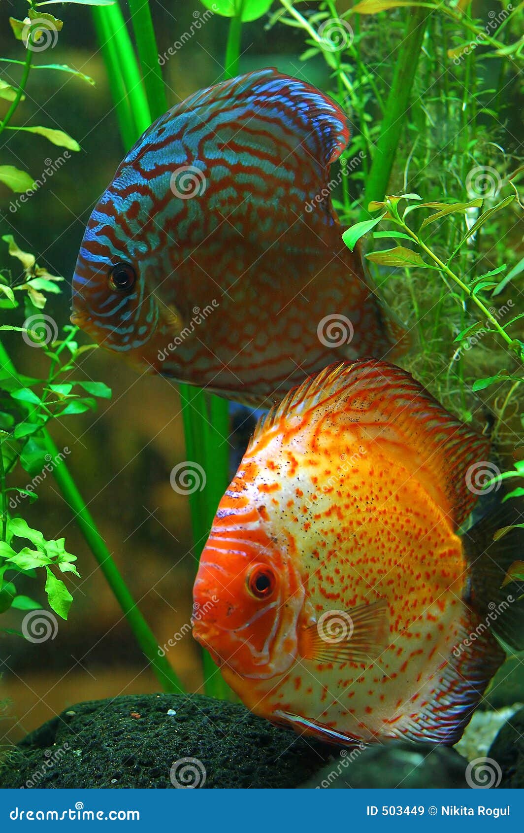 Diskus fish stock image. Image of decorative, round, color - 503449