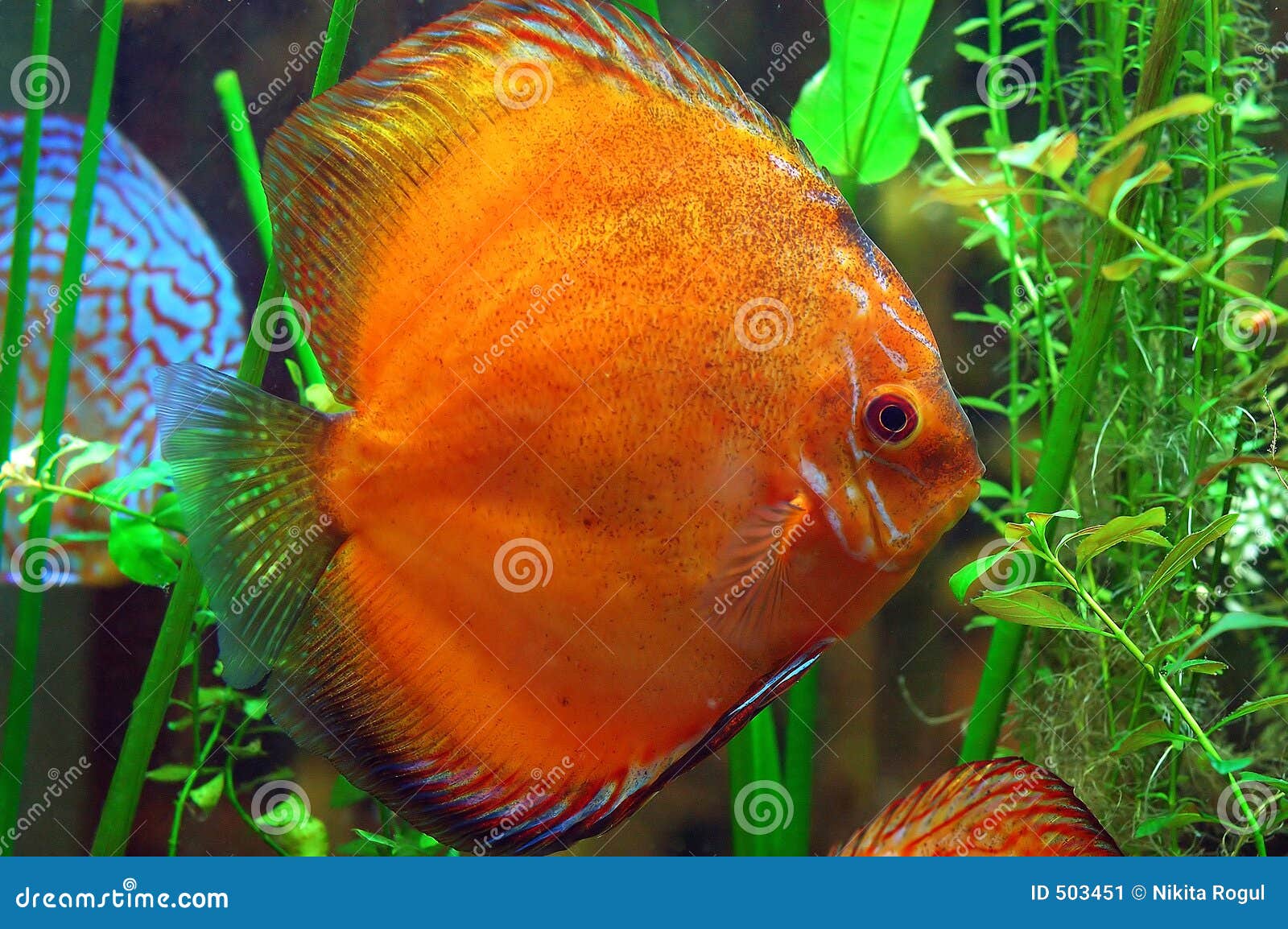 Diskus fish stock image. Image of aquarium, orange, green - 503451