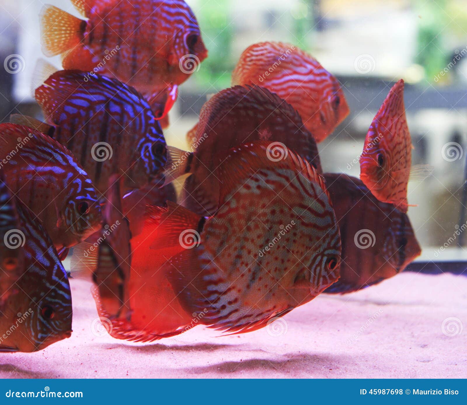 Diskus fish stock photo. Image of comfortable, aquarium - 45987698
