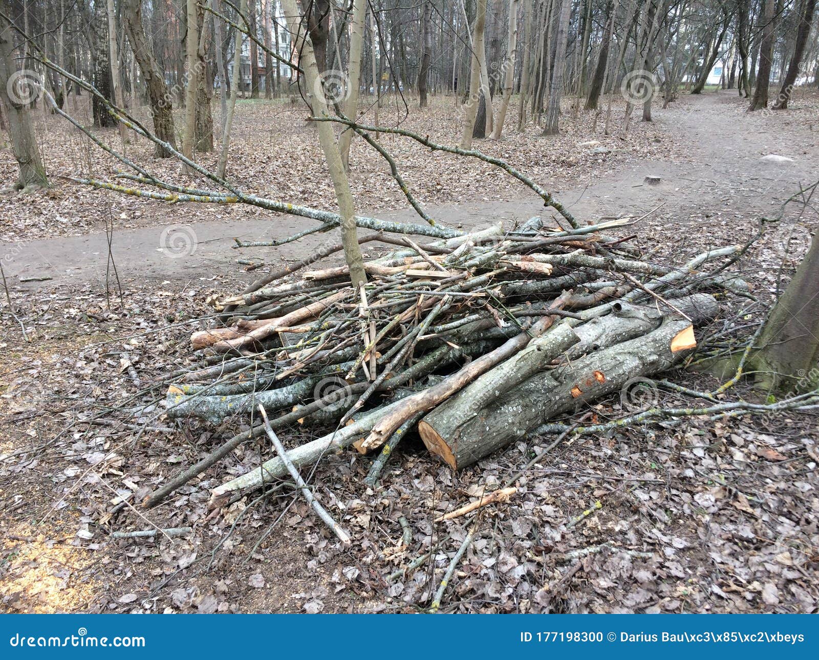 Storm Cracked Tree Trunk an Branches Stock Photo - Image of environment ...