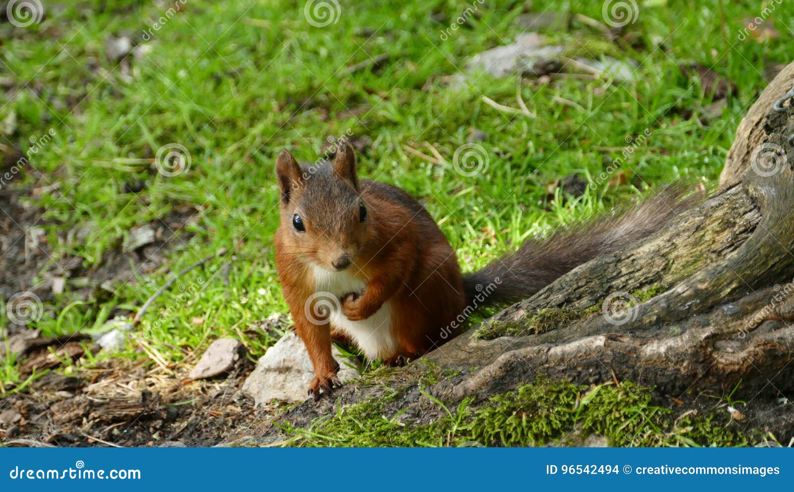 Disney Squirrel Picture. Image: 96542494