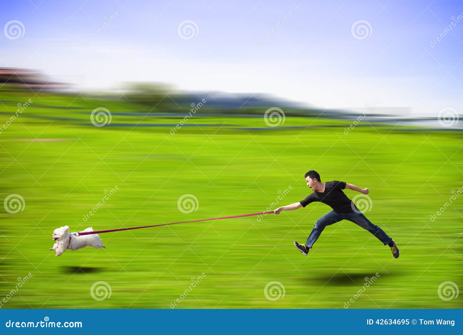 Disobedient Dog Running Fast and Dragging a Man by the Leash Stock ...