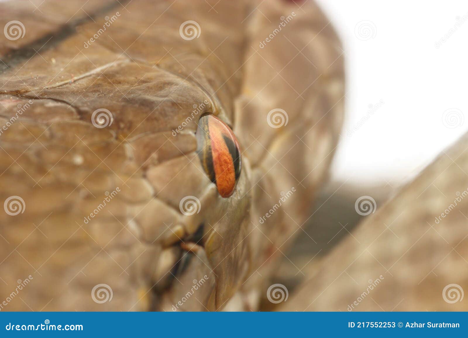 Disparo De Cabeza De Serpiente Pitón Reticulada Imagen de archivo ...
