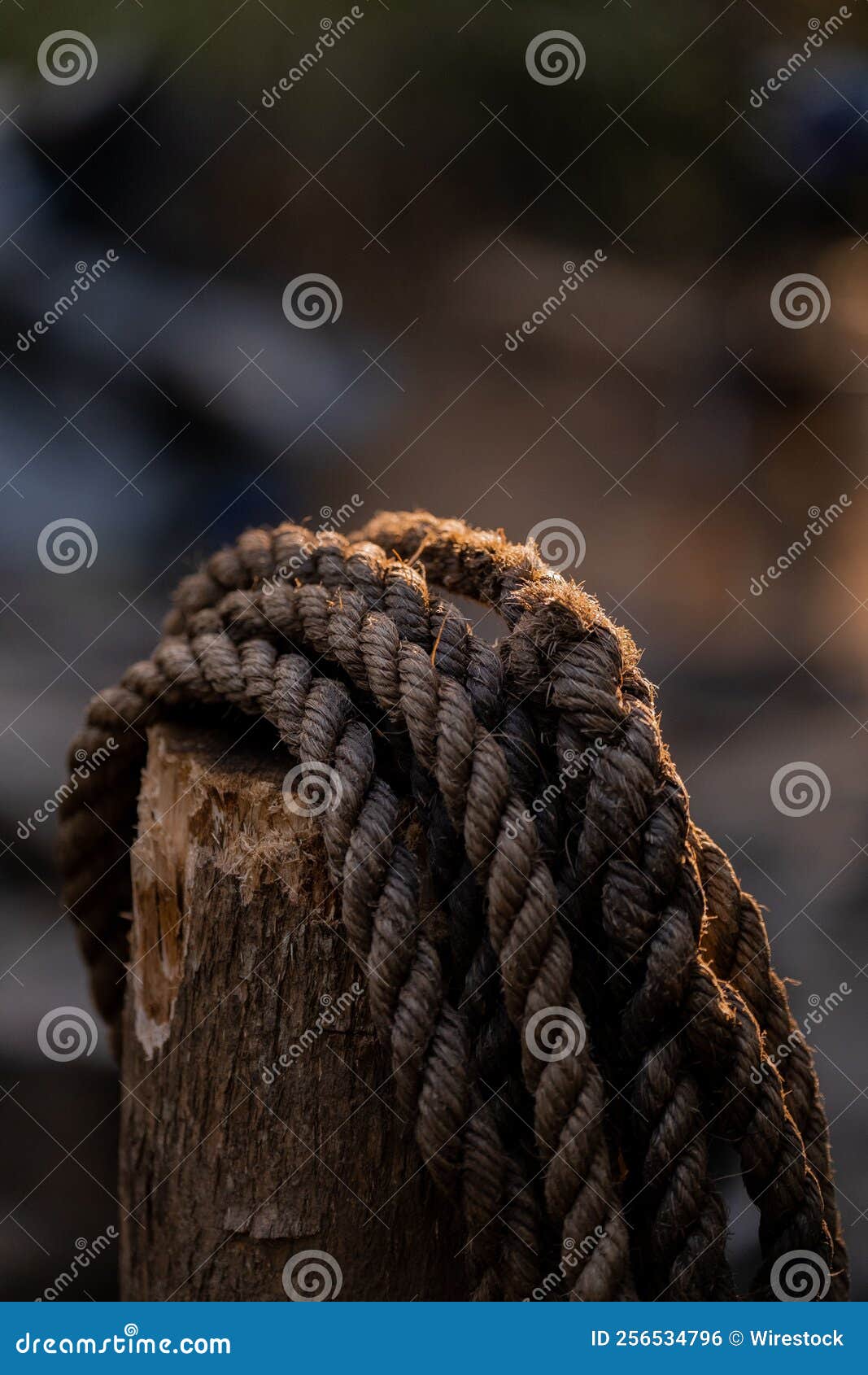Disparo Vertical De Cuerda Atada En Un Tronco De Madera Foto de archivo ...
