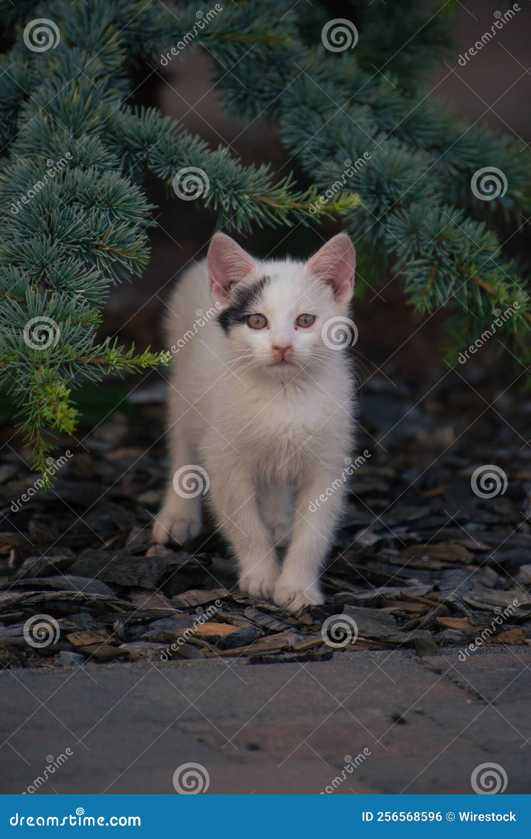 Disparo Vertical De Un Gatito Blanco Foto de archivo - Imagen de gatito ...