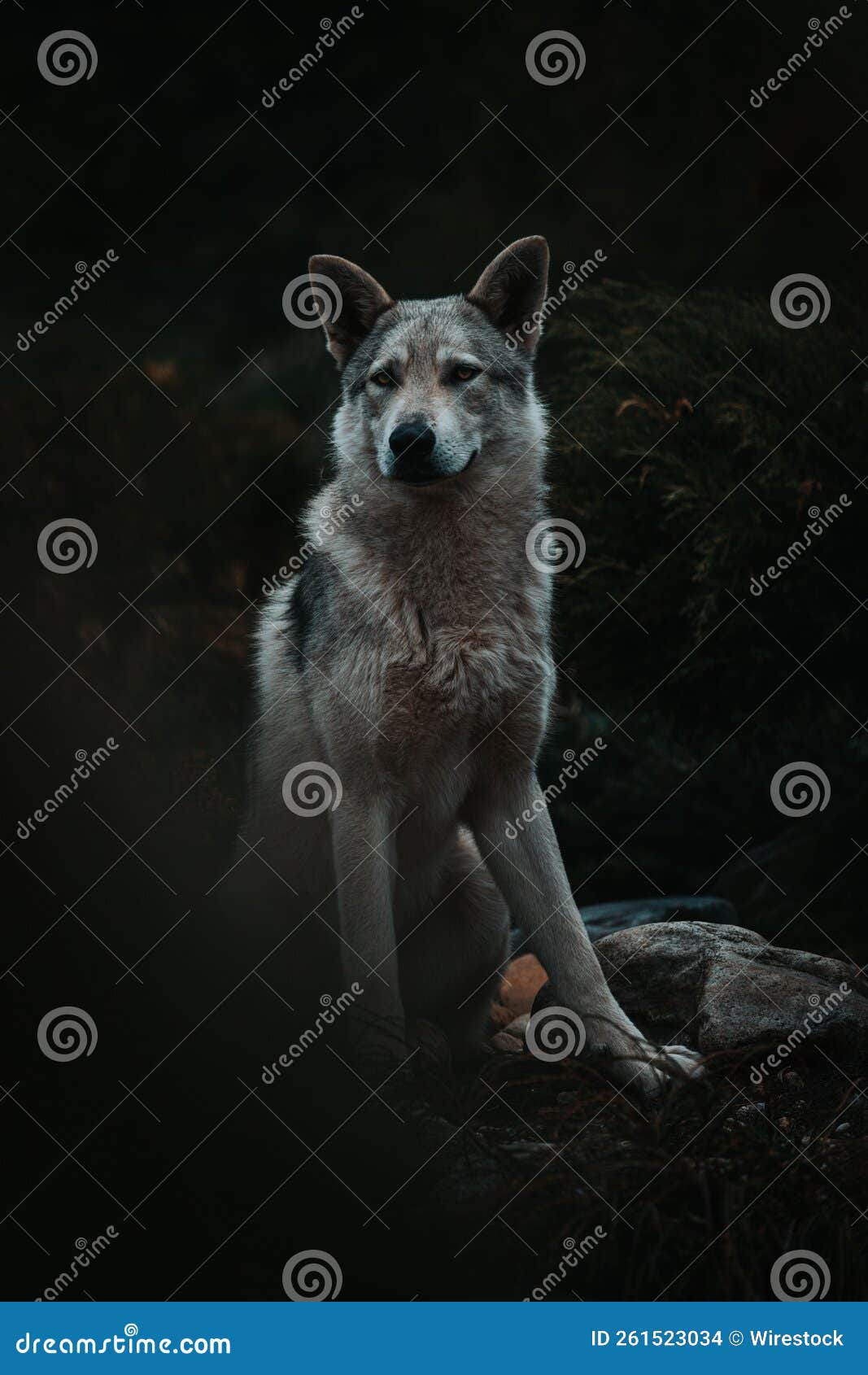 Disparo Vertical De Un Lobo Sentado Foto de archivo - Imagen de oscuro ...