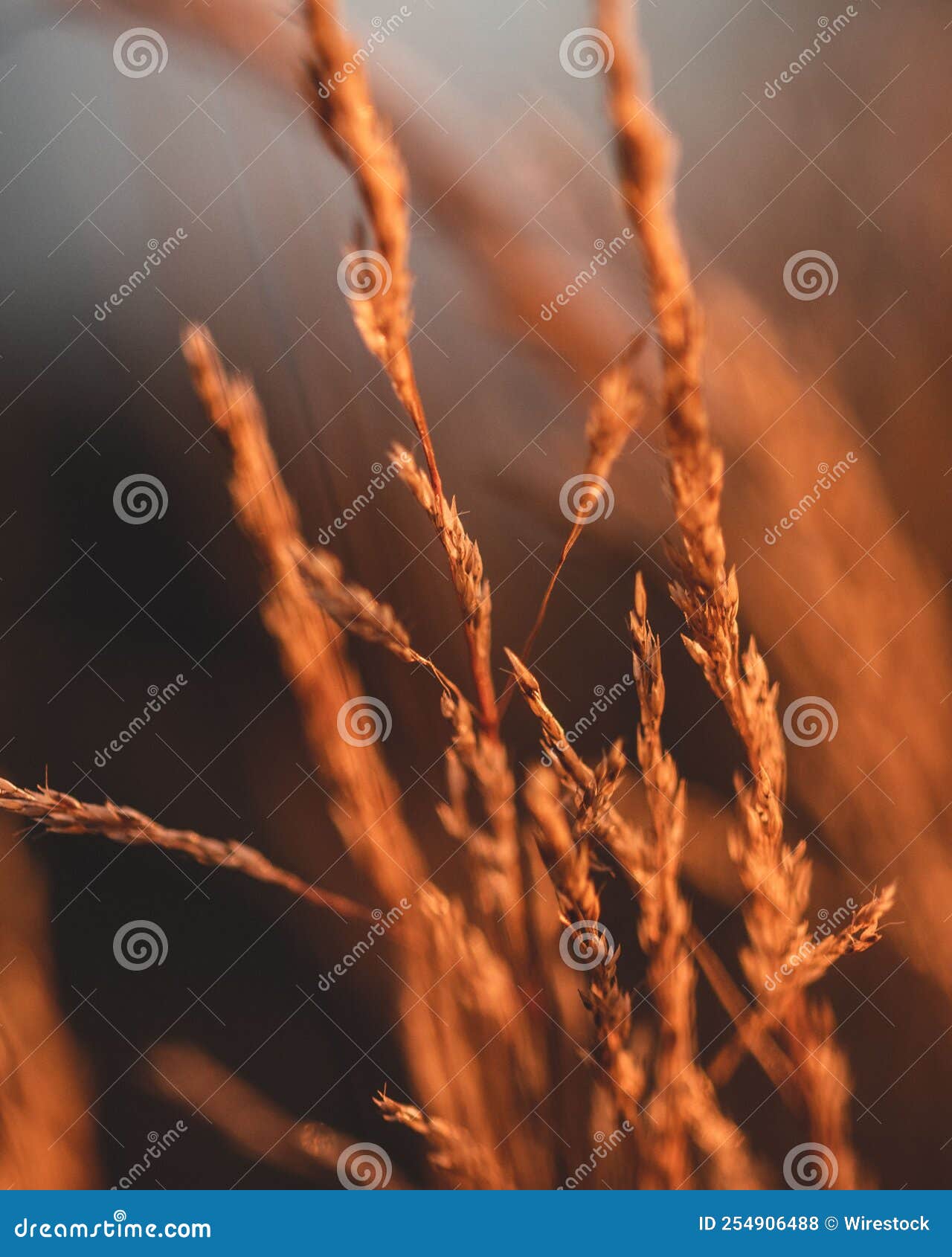 Disparo Vertical De Un Trigo Que Crece En Un Campo Bajo La Luz De La ... Disparo Vertical De Un Trigo Que Crece En Un Campo Bajo La Luz De La ...