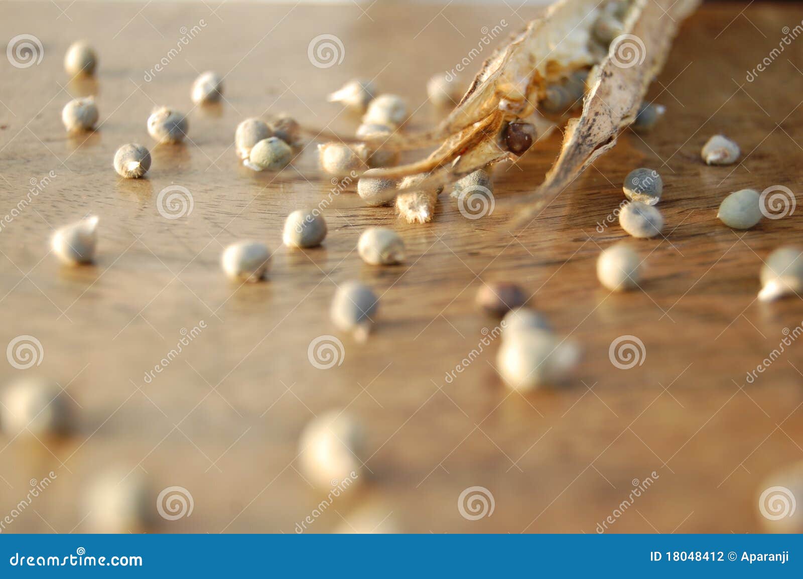 Dispersal of seeds stock photo. Image of ladyfinger, splash - 18048412
